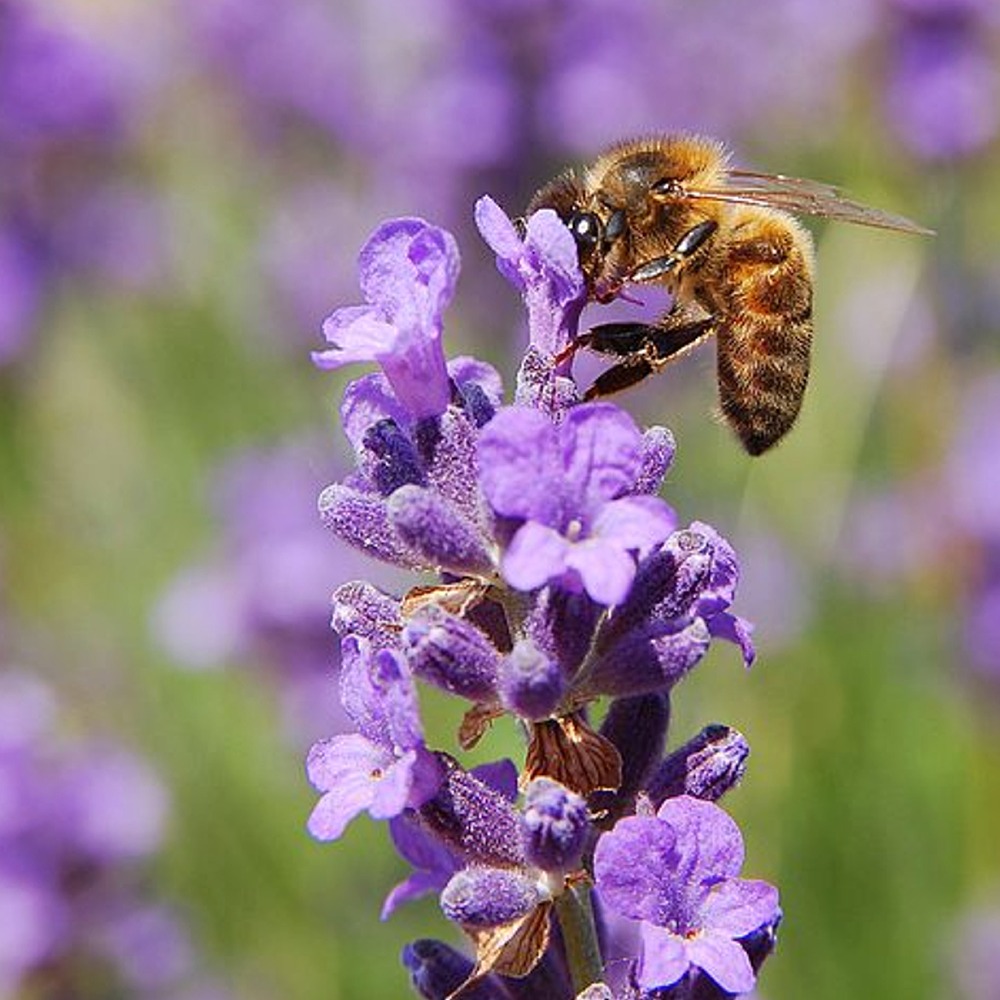 Online Jigsaw Puzzle Bee